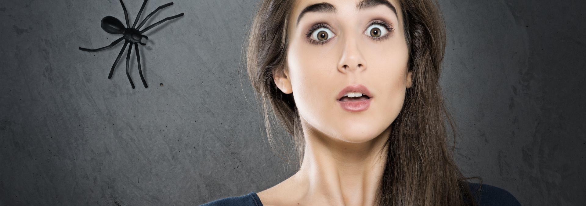 Spider Control Exterminators | Target Pest Control